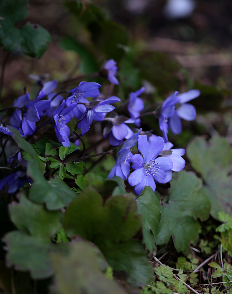 Tervita kevadet õitsvate püsikutega - Kekkilä.ee