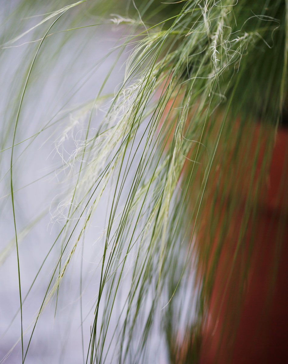 Lilledega loodud vahemerelised tunded - Kekkilä.ee